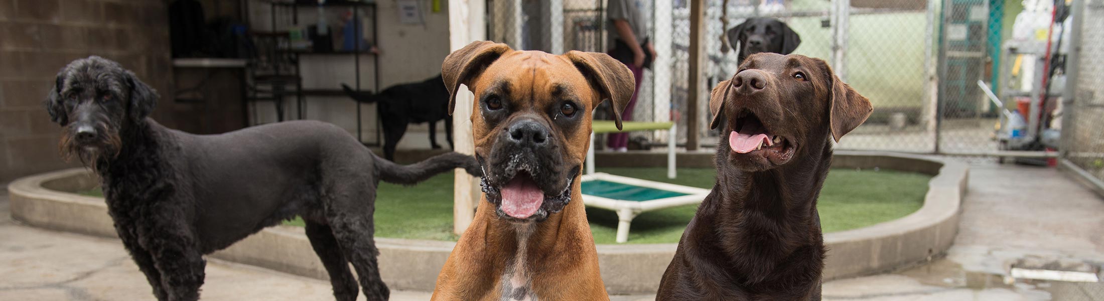 Welcome to Tails of Hawaii! | Dog Daycare in Honolulu